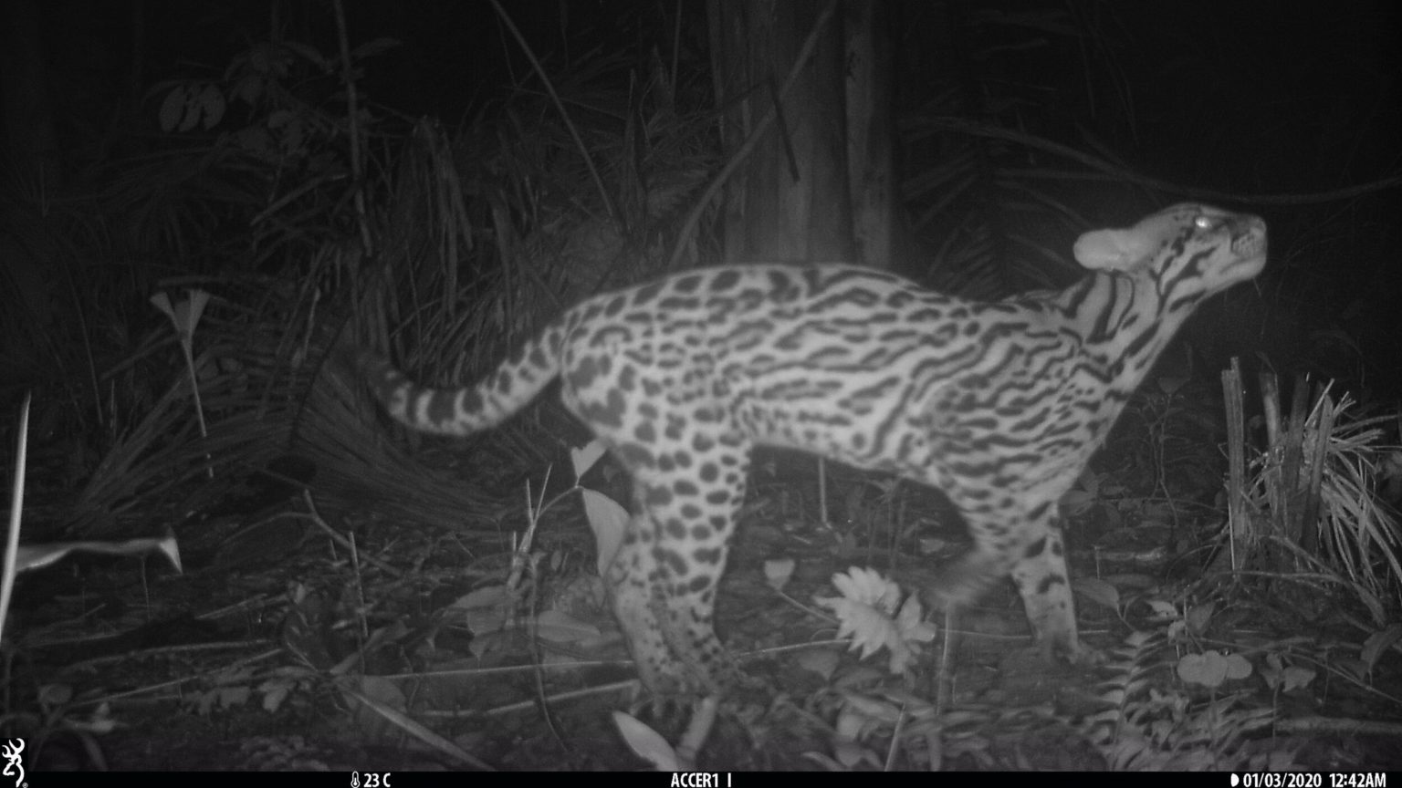 Camera Traps – ACEER