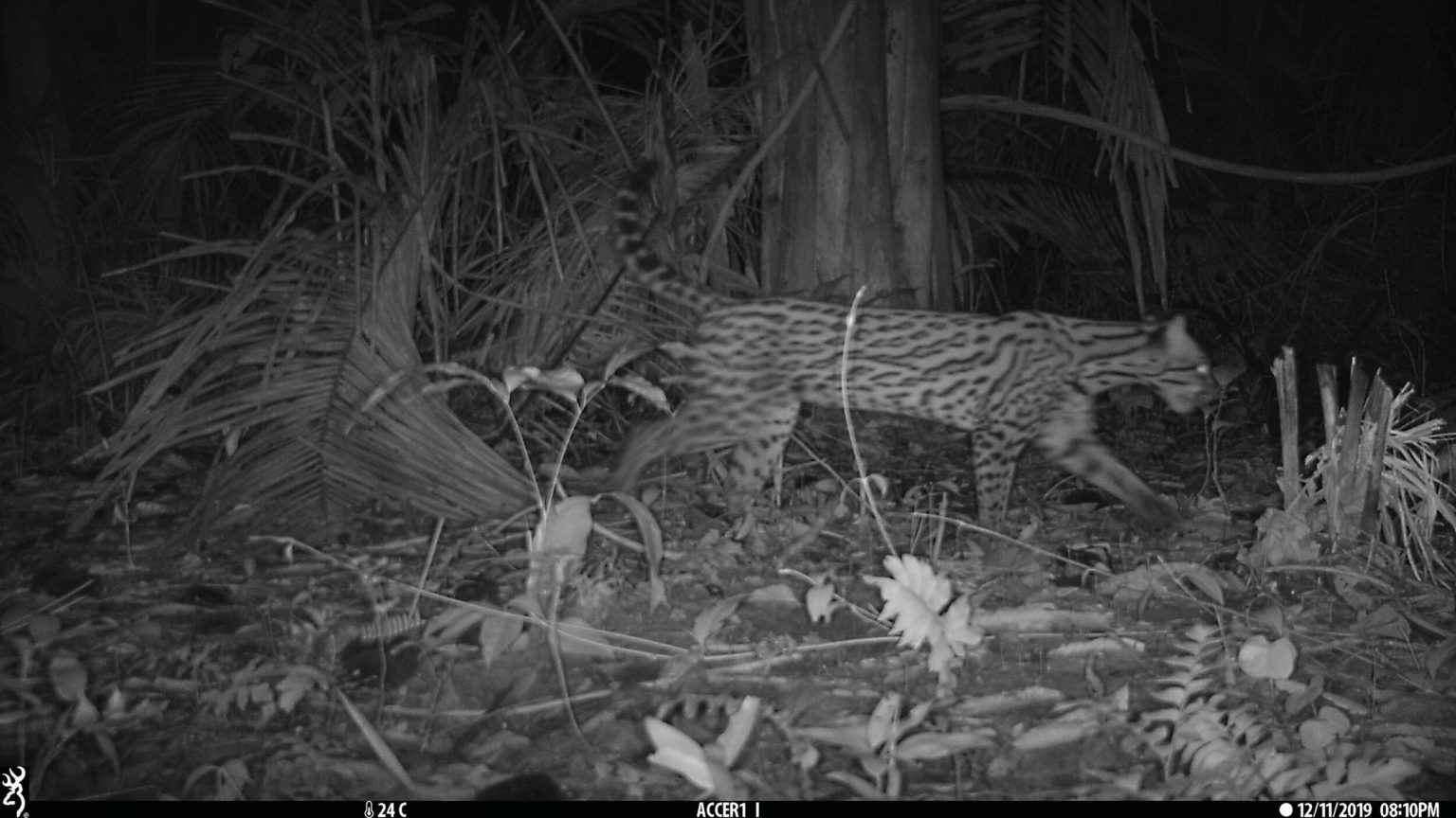 Camera Traps – ACEER