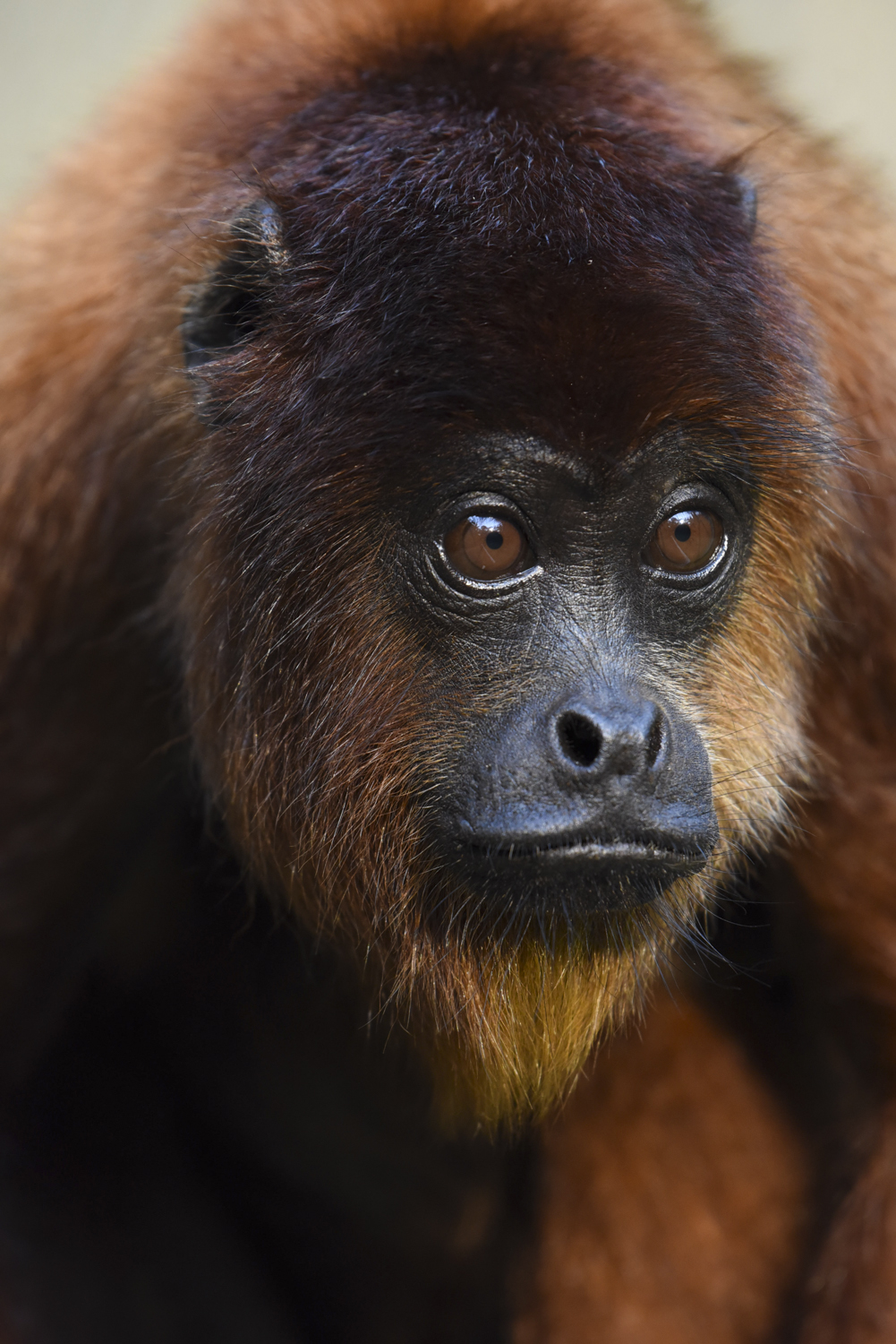 Six Tips for Ethical Monkey Photography – ACEER