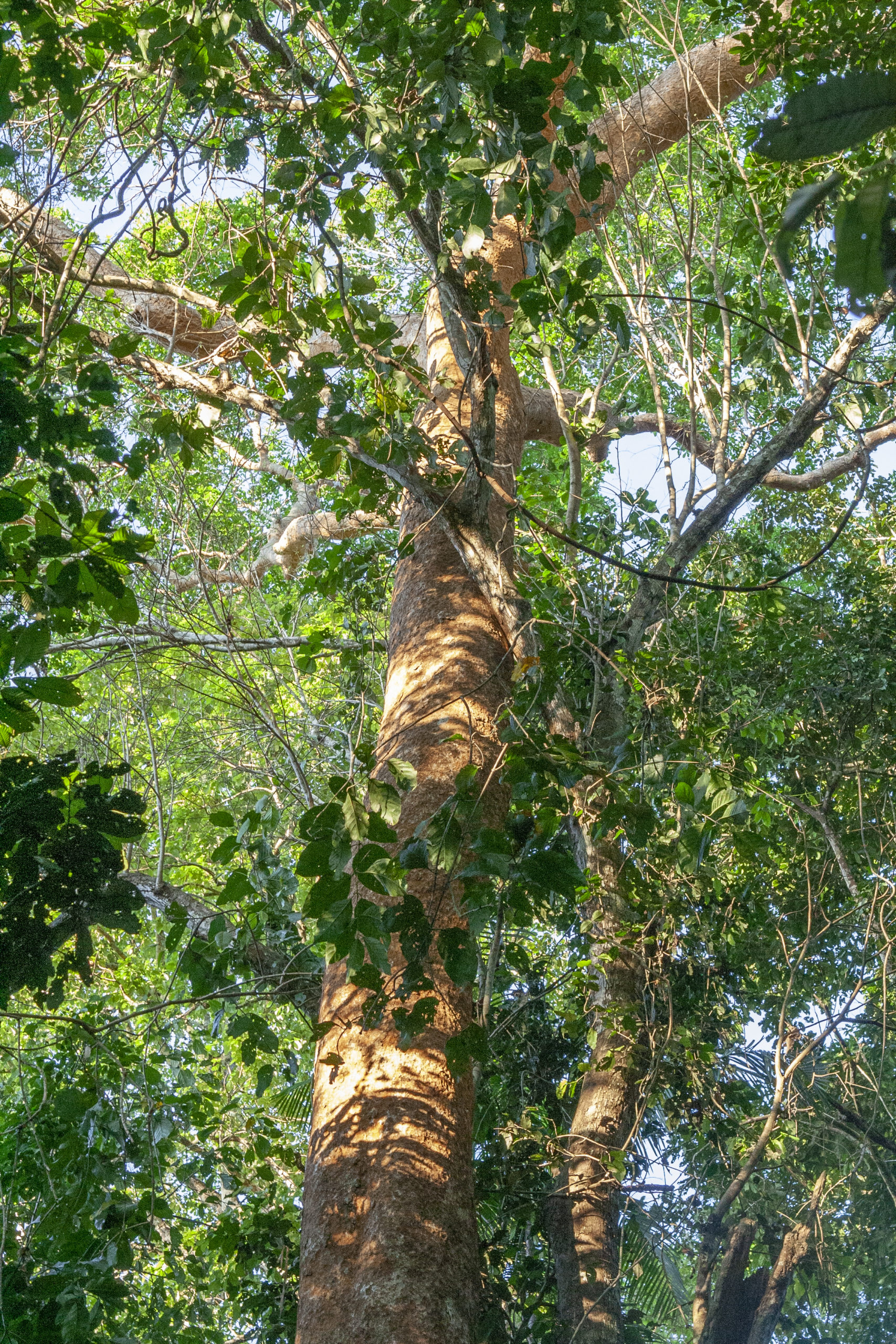 Un bosque sin árboles - ACEER