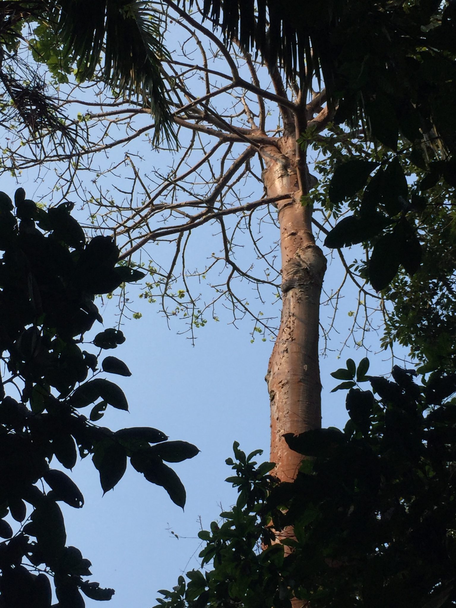 Encounters with Jungle Elders – ACEER