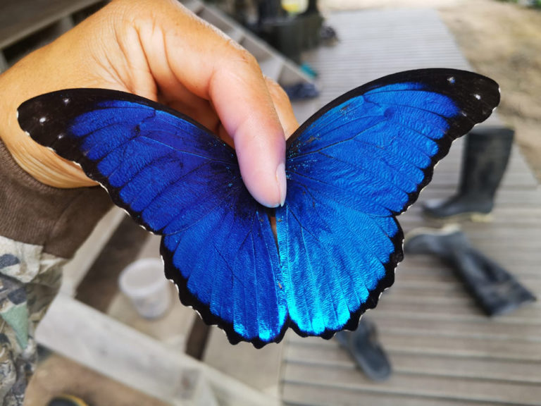 THE BLUE MORPHO BUTTERFLY: An Amazonian icon – ACEER