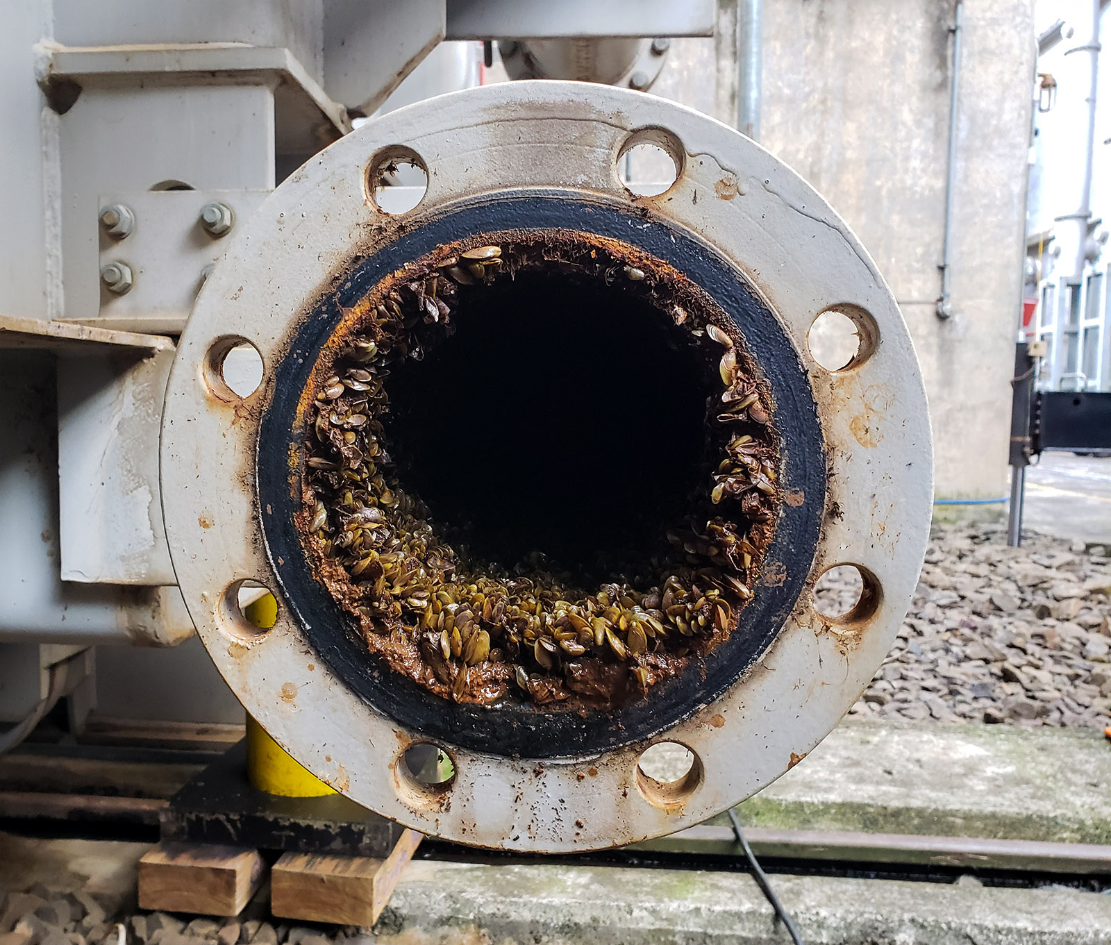 Invasive Species: The Art of Attention – ACEER