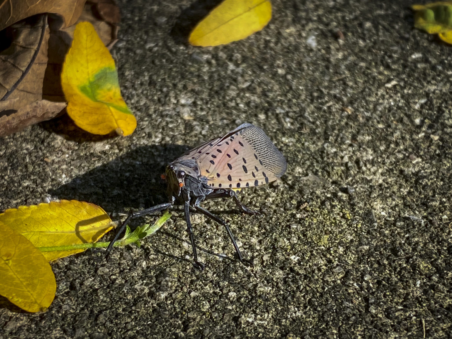 Invasive Species: The Art of Attention – ACEER