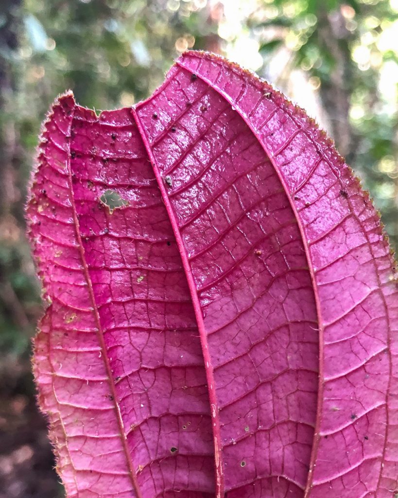 My Artist Residency Experience in the Amazon Rainforest – ACEER