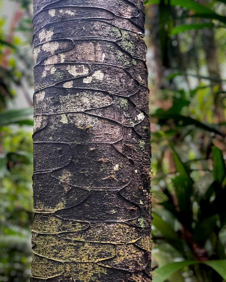 My Artist Residency Experience in the Amazon Rainforest – ACEER