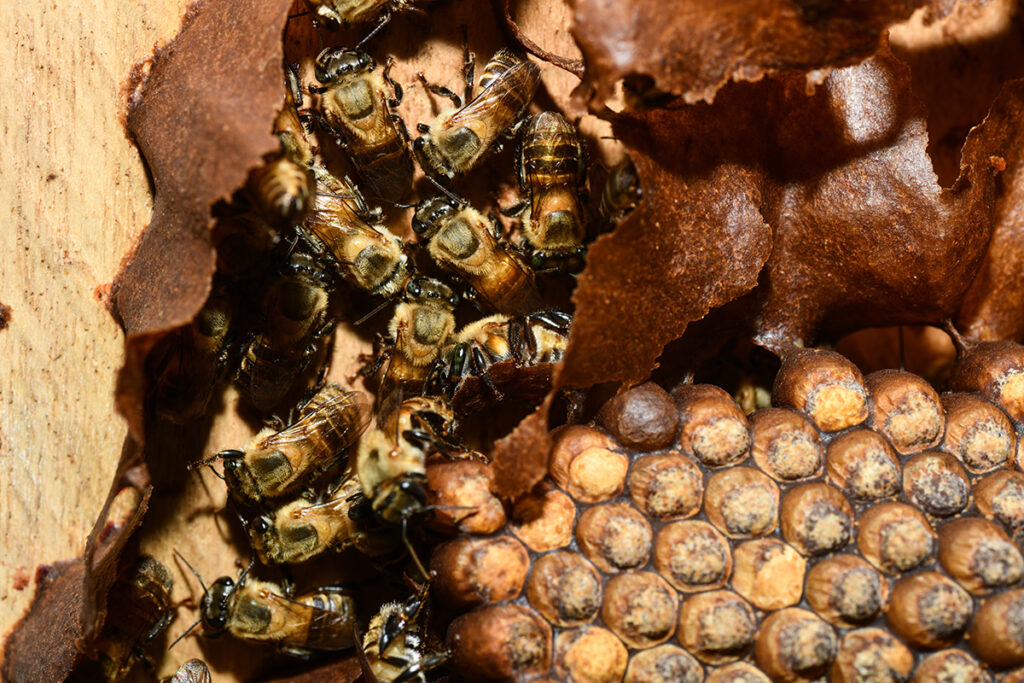 Stingless Bees – ACEER