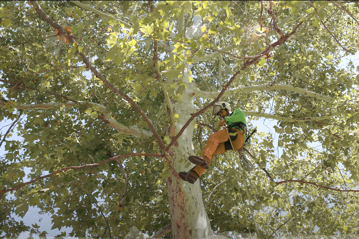 Reaching for the treetops: Canopy Walkway Systems – ACEER