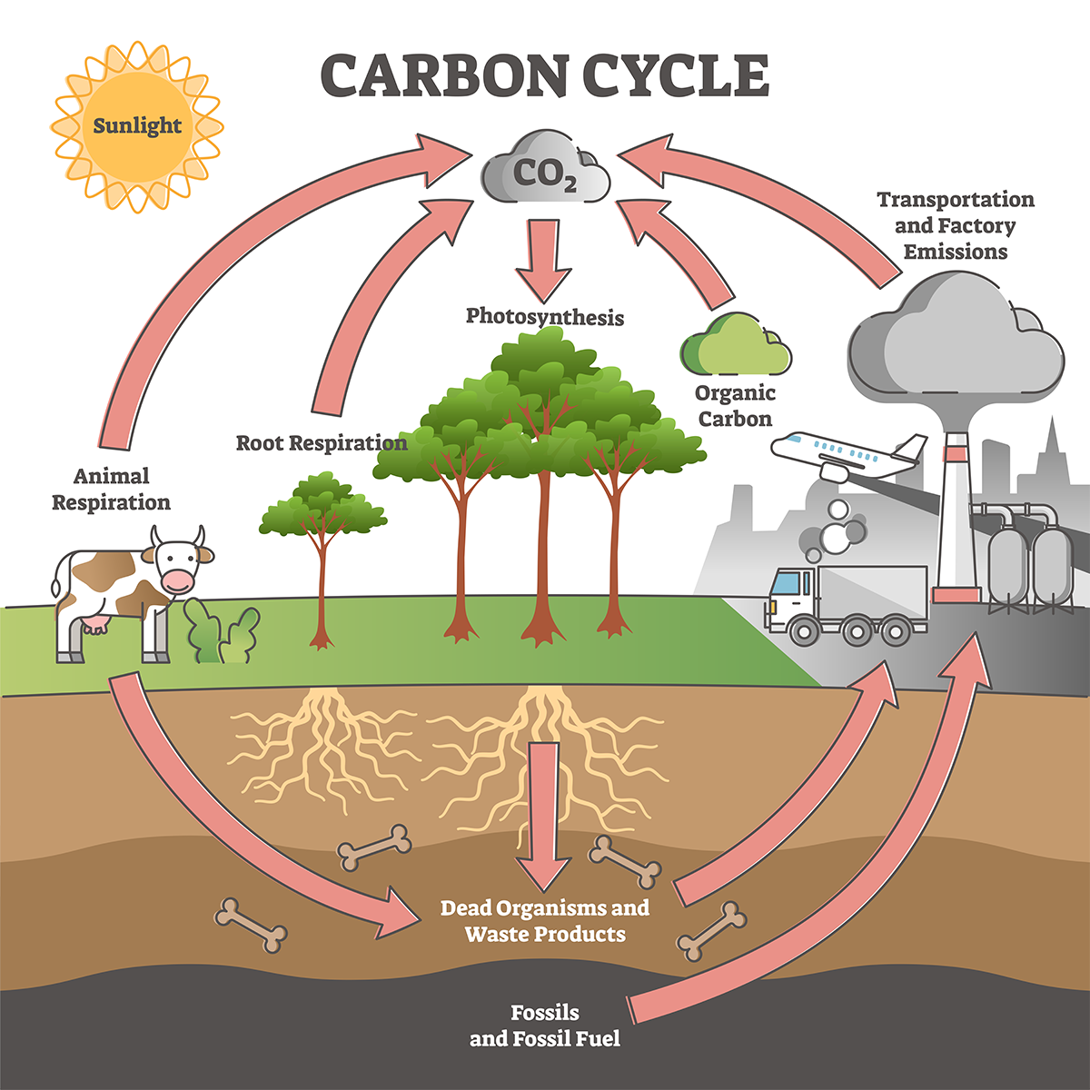 The effects of climate change: from rainforest to savanna – ACEER
