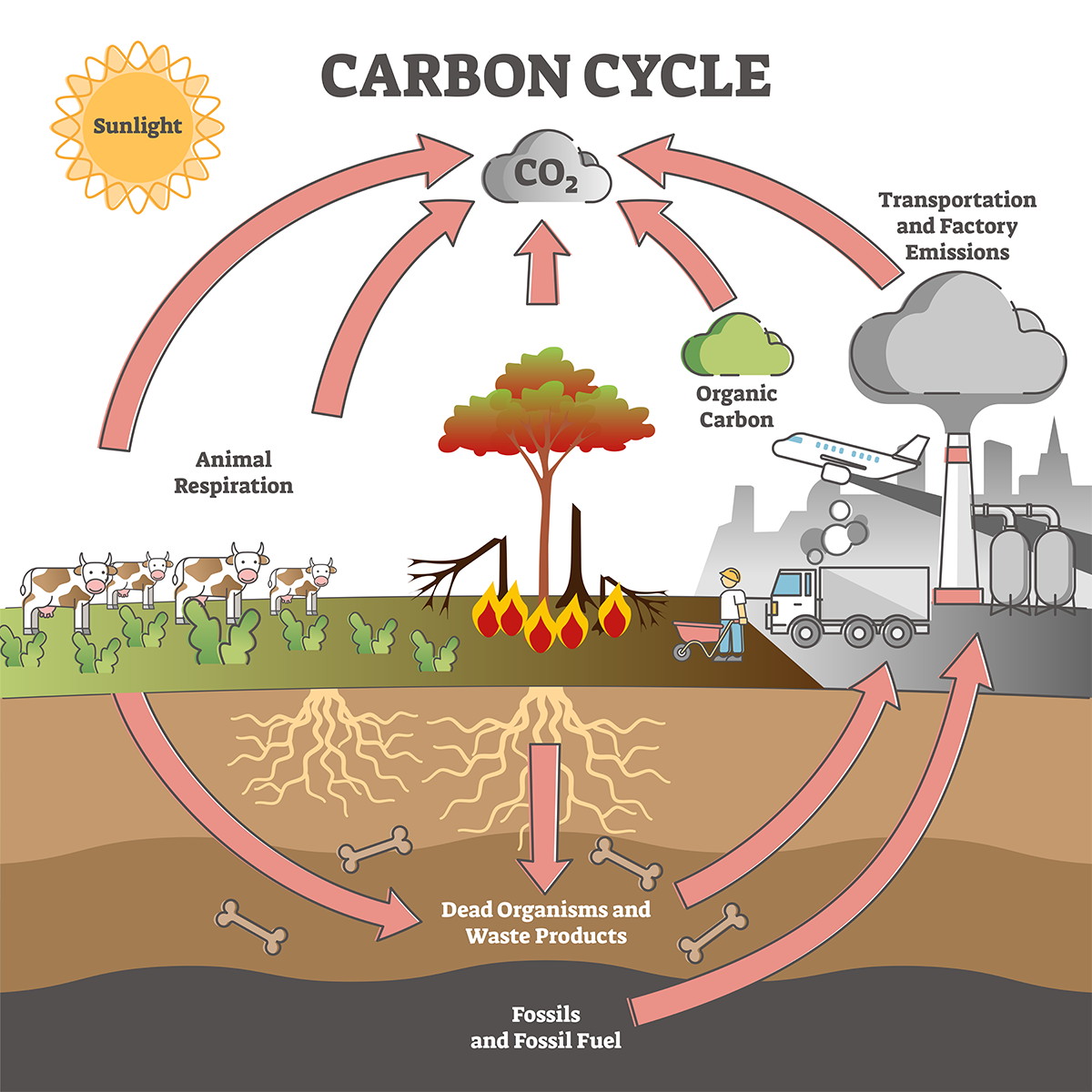 De gevolgen van klimaatverandering: van regenwoud tot savanne - ACEER