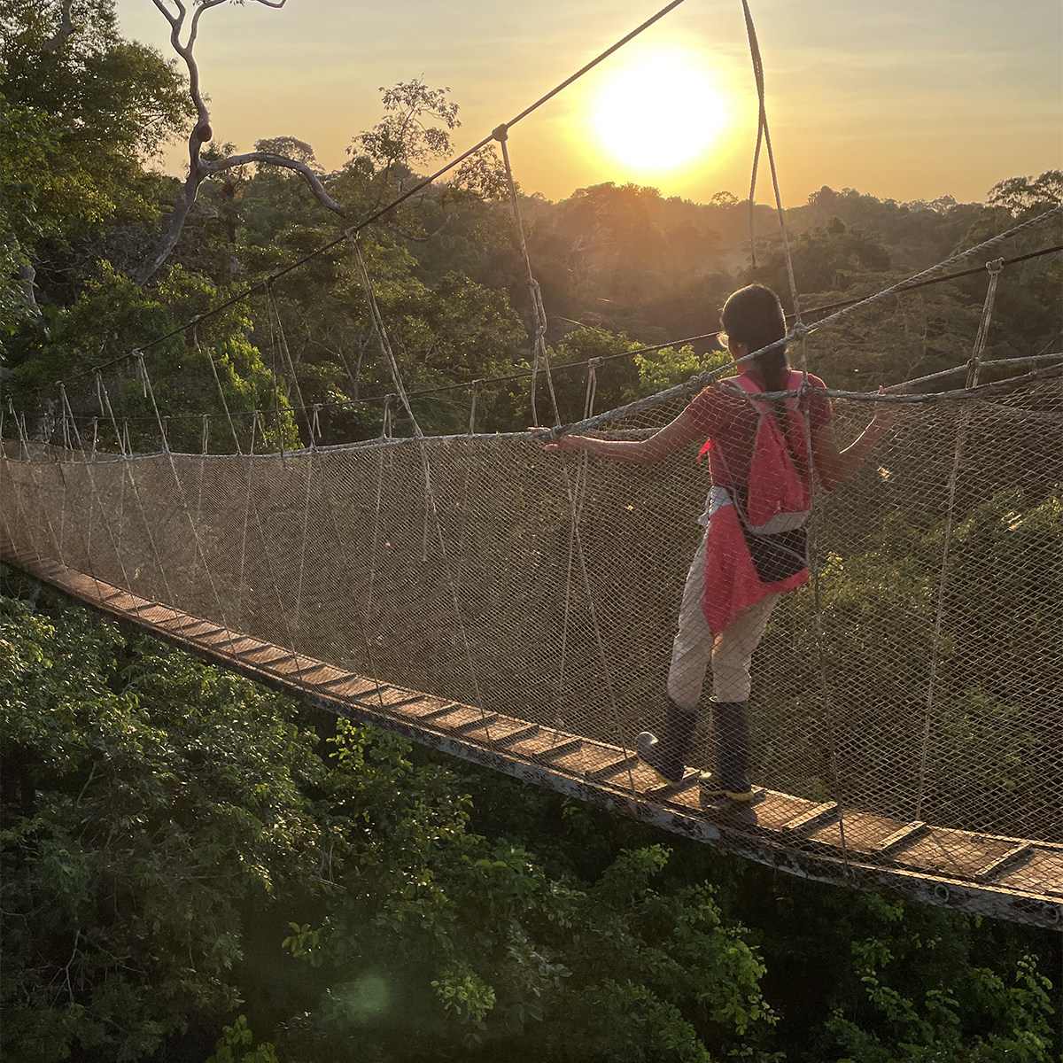 The effects of climate change: from rainforest to savanna – ACEER